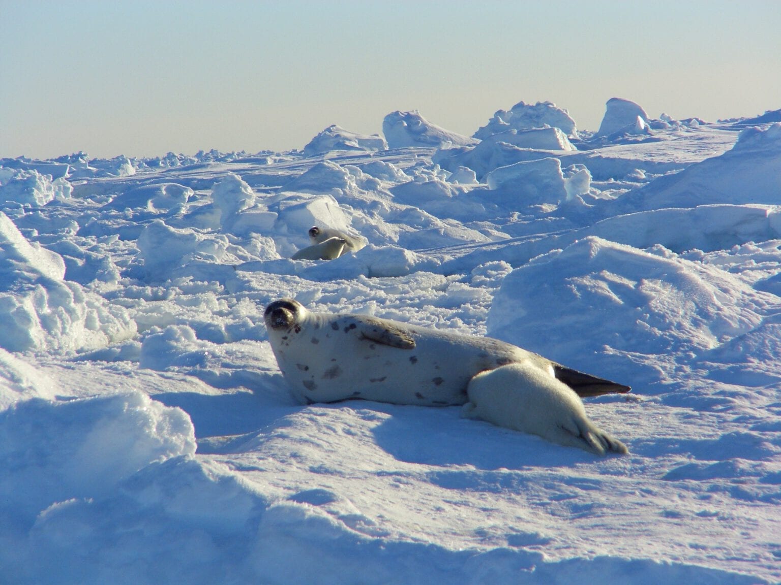 Hva er selolje bra for? Se fordelene